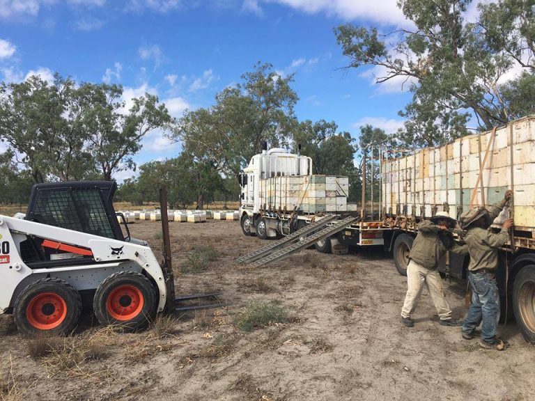 Commercial Beekeeping: First Steps | Pollenity