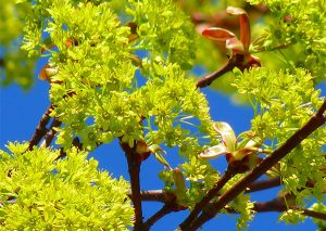 5 Early Spring Plants for the Bees - Look for Them | Pollenity