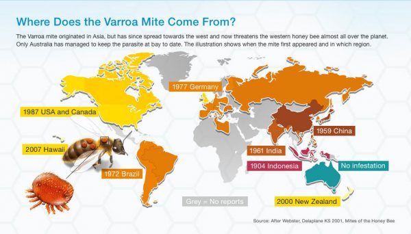 Varroa Destructor - Learn more | Pollenity